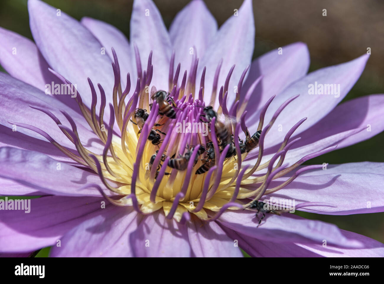 Beautiful purple lotus background and bees on day time, Close-up of ...