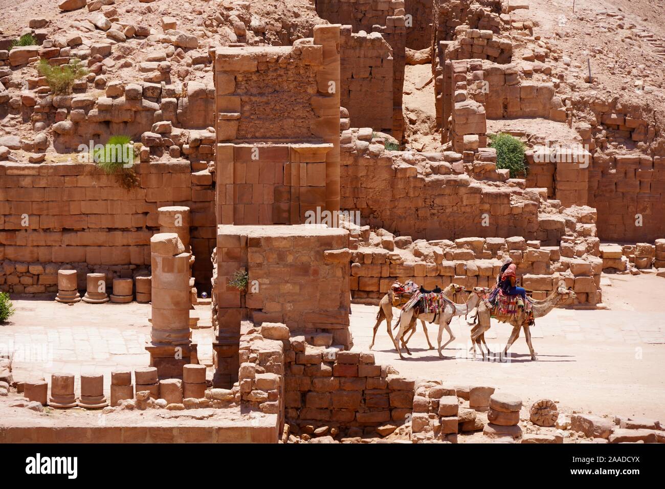 Camel walk at the Great Temple of Petra Stock Photo - Alamy