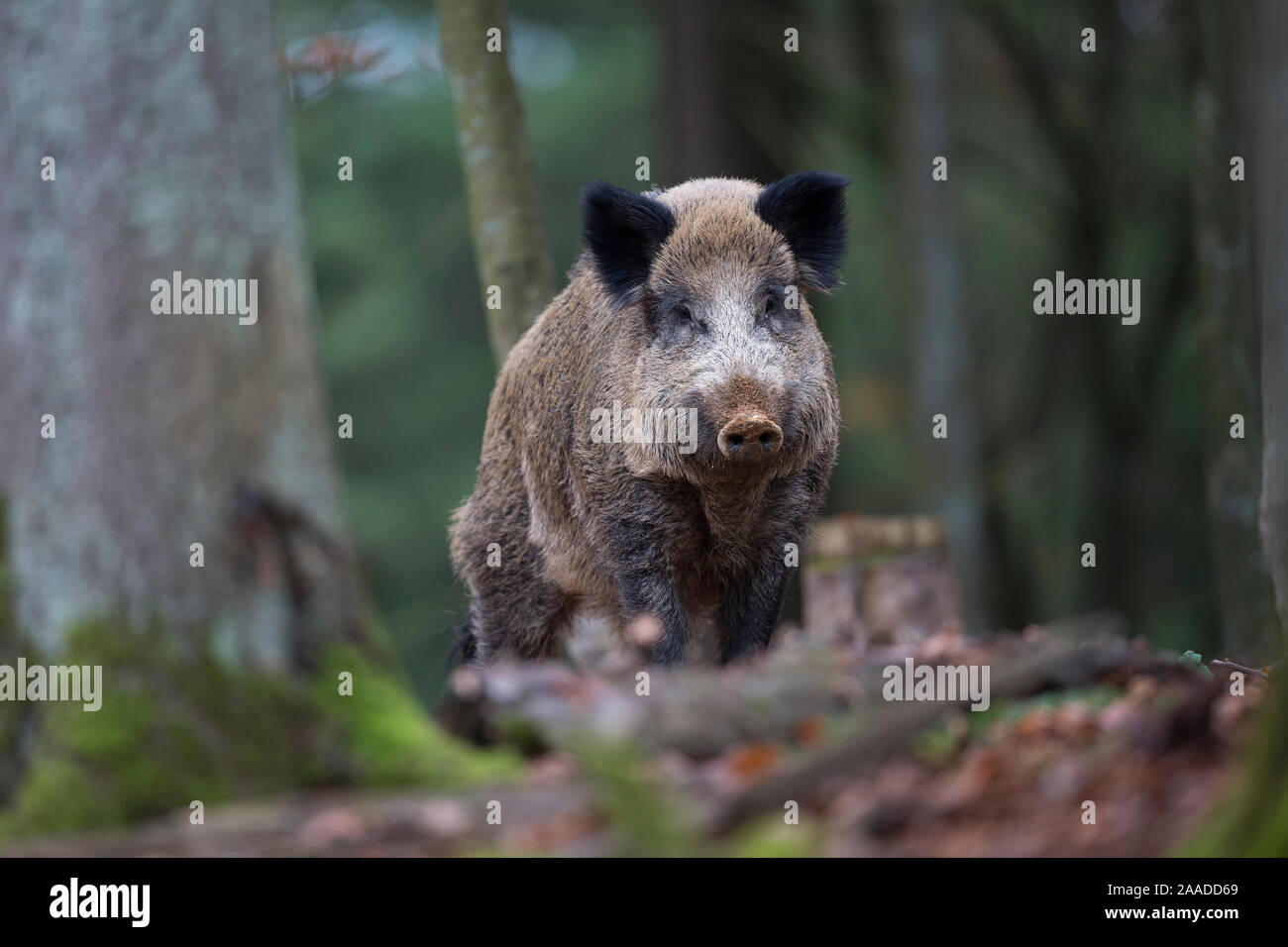 Wildschwein, Sus scrofa Stock Photo - Alamy