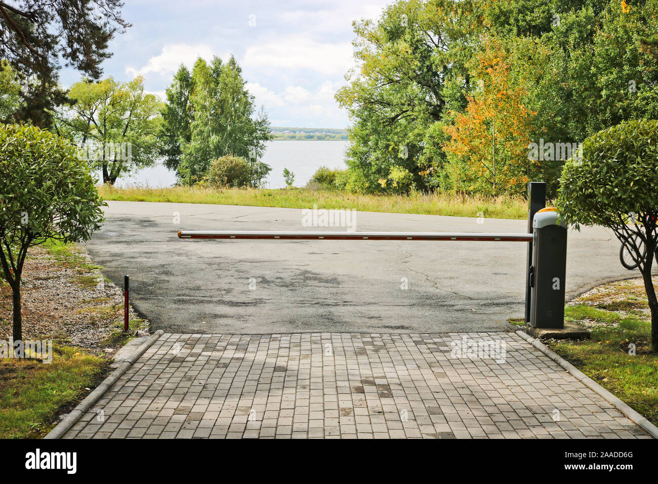 Path from paving slabs in the park among pines and spherical willows ...
