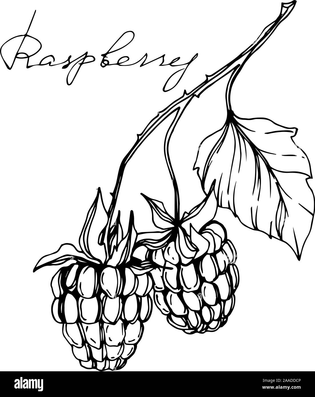 Vector Raspberry healthy food. Black and white engraved ink art ...