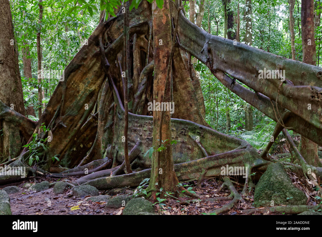 Tree roots in a rain forest Stock Photo - Alamy