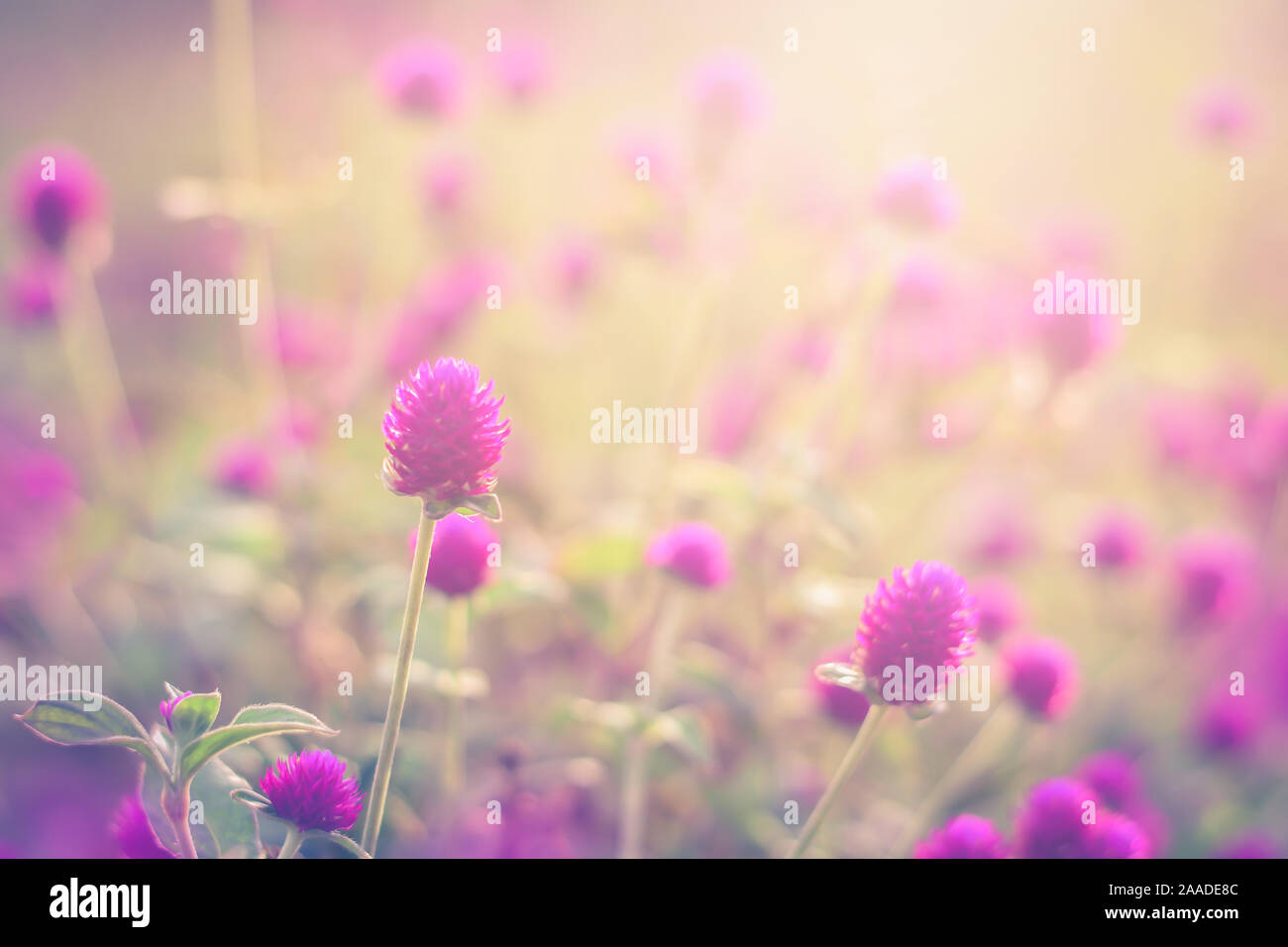 Grass Flower Wallpaper