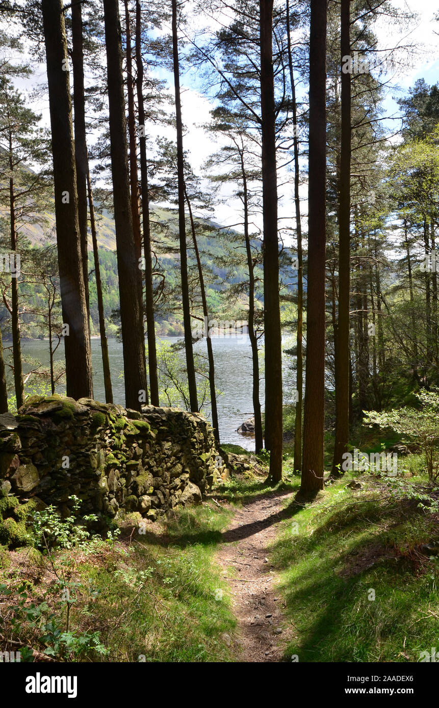 Footpath, western edge of Thirlmere , Cumbria Stock Photo - Alamy