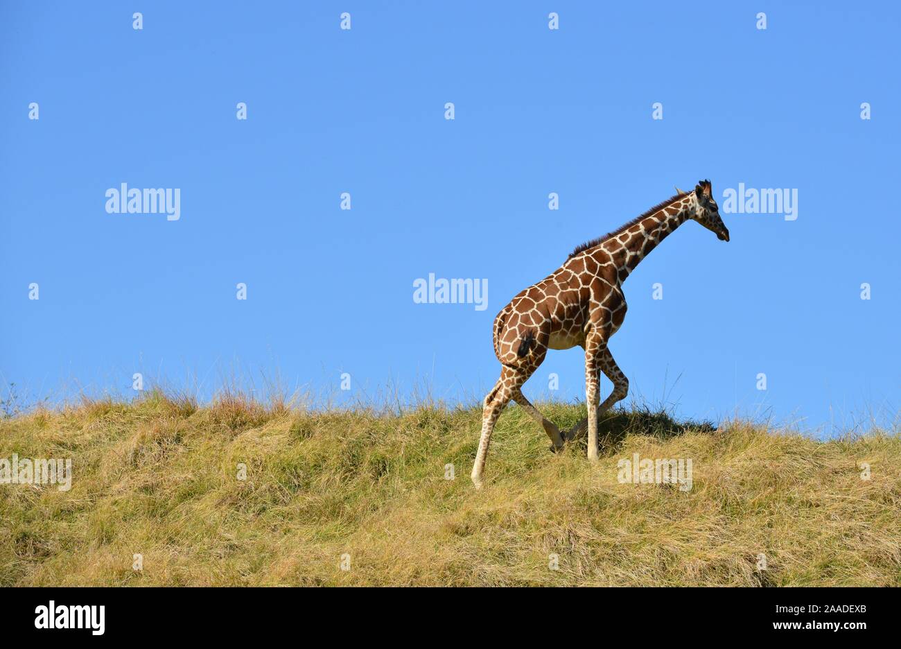 Giraffe at a zoo in Los Angeles Stock Photo - Alamy