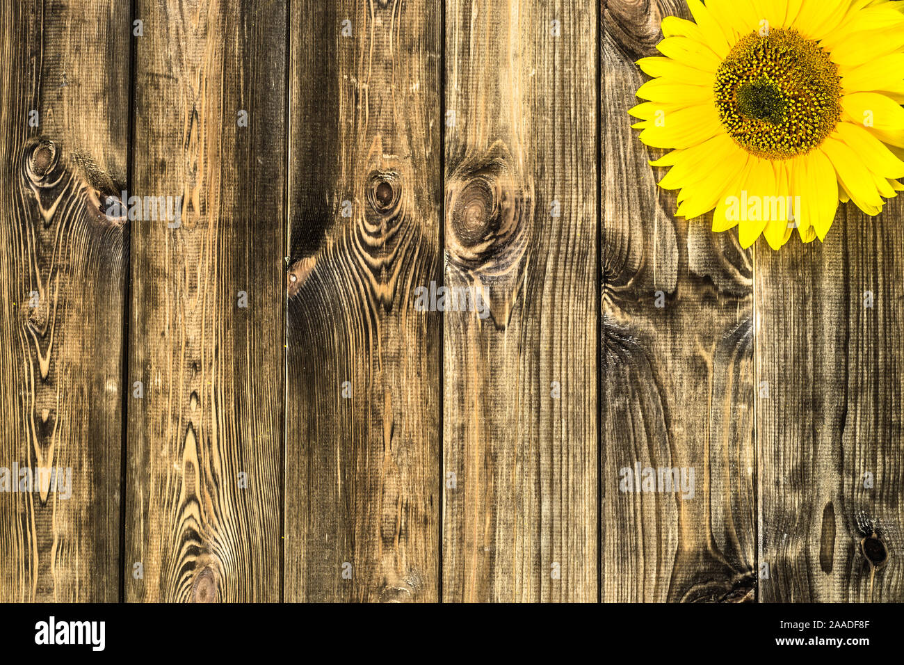 Sunflower on wooden background, autumn flower Stock Photo - Alamy