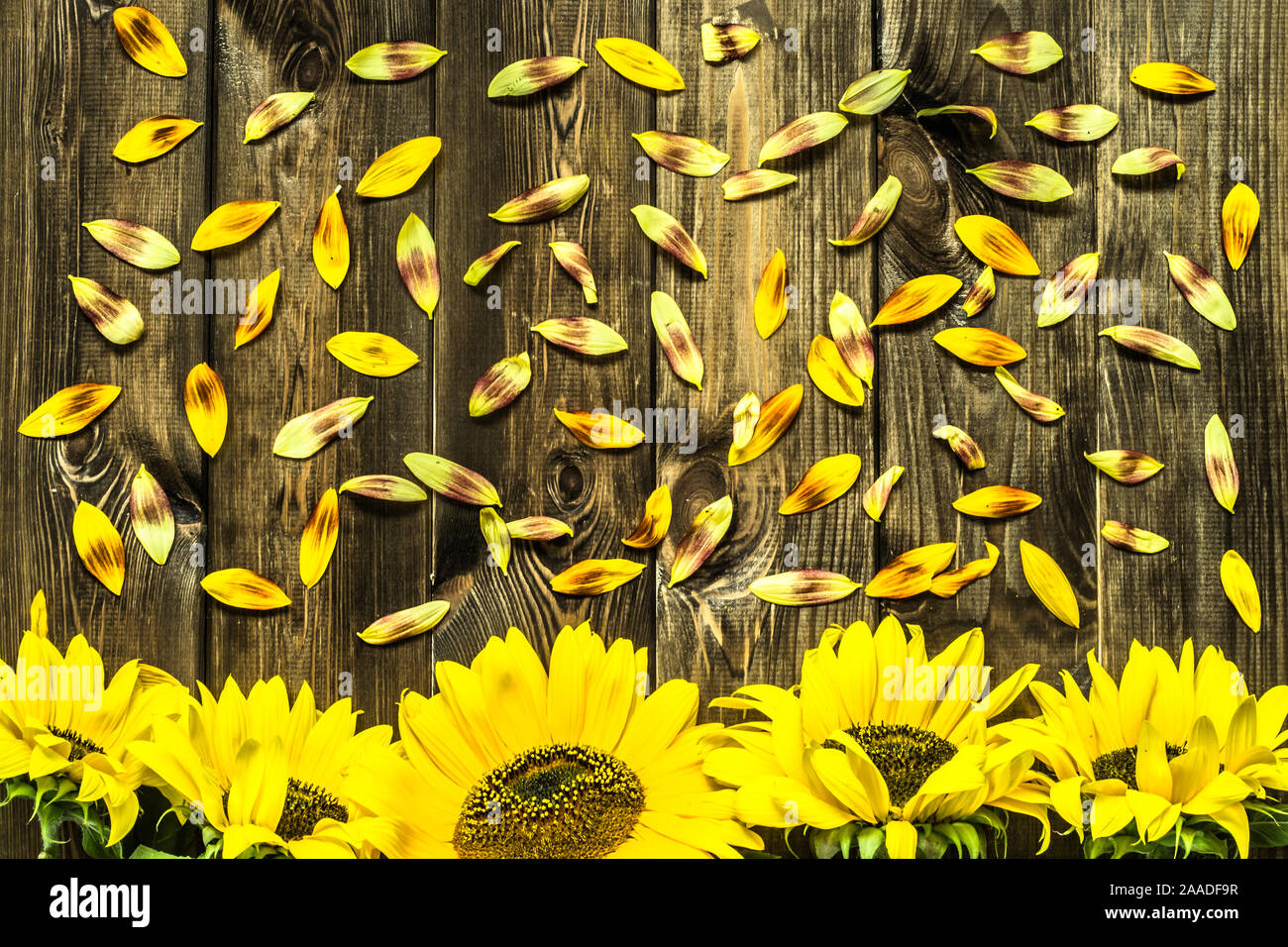 Sunflowers on wooden background, autumn flowers Stock Photo - Alamy