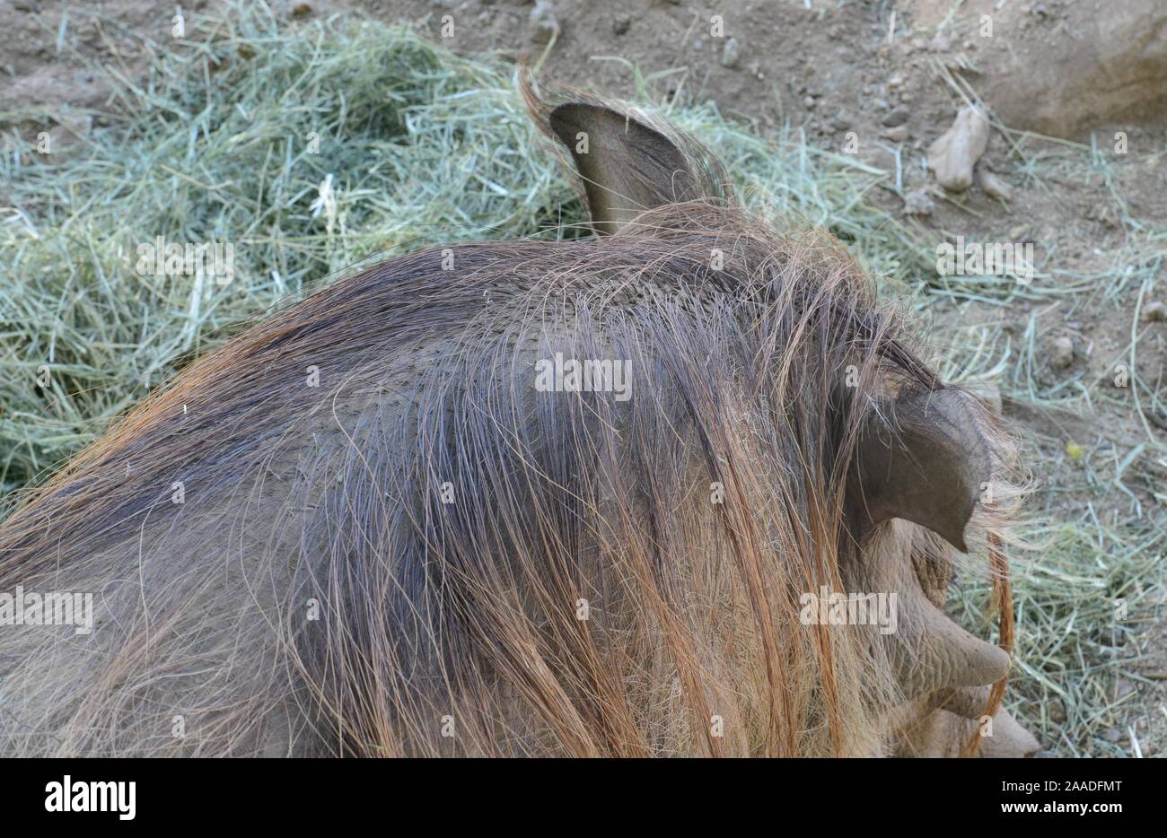 The back of the head of a Warthog Stock Photo - Alamy