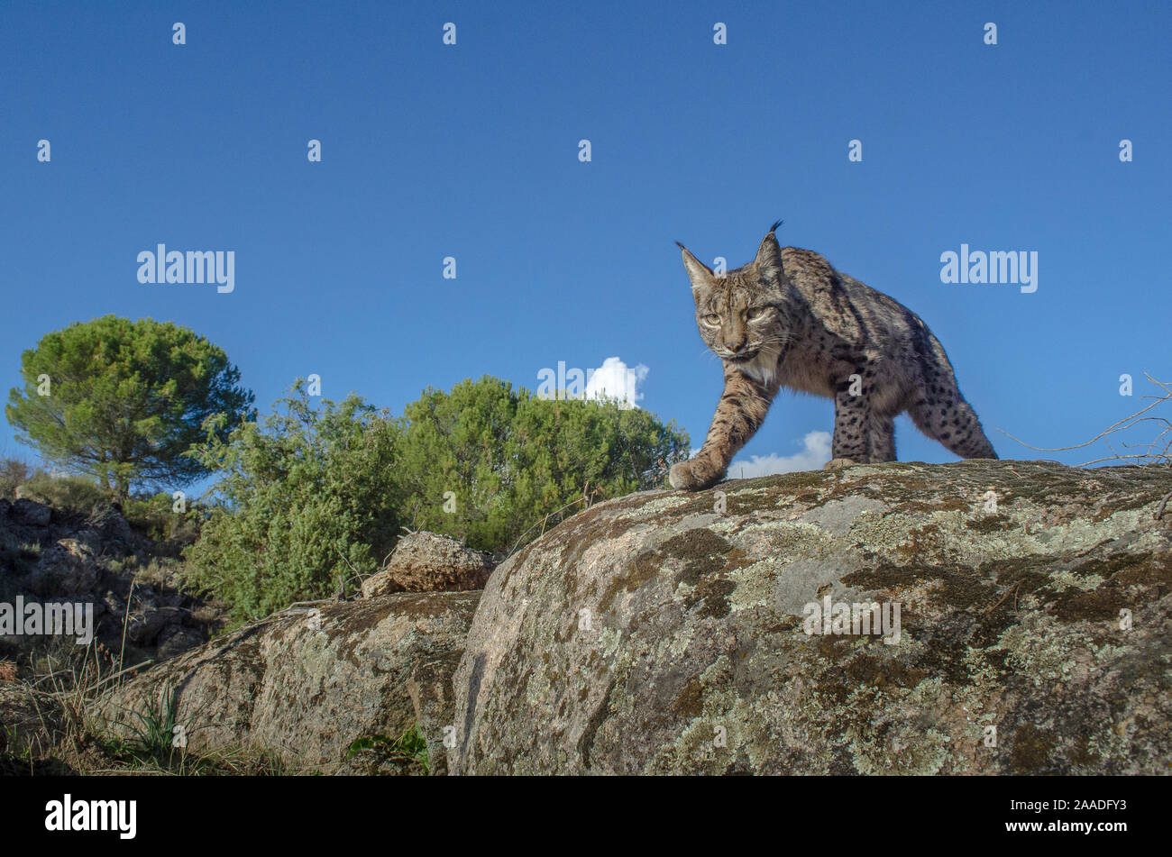 Camera trap animals hi-res stock photography and images - Alamy