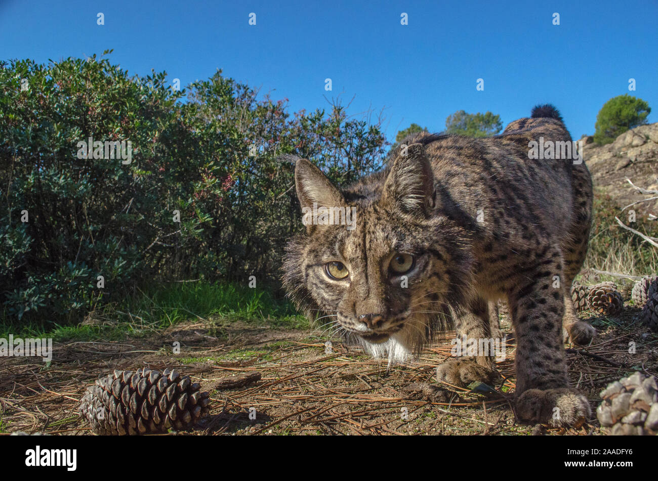 Camera trap animals hi-res stock photography and images - Alamy
