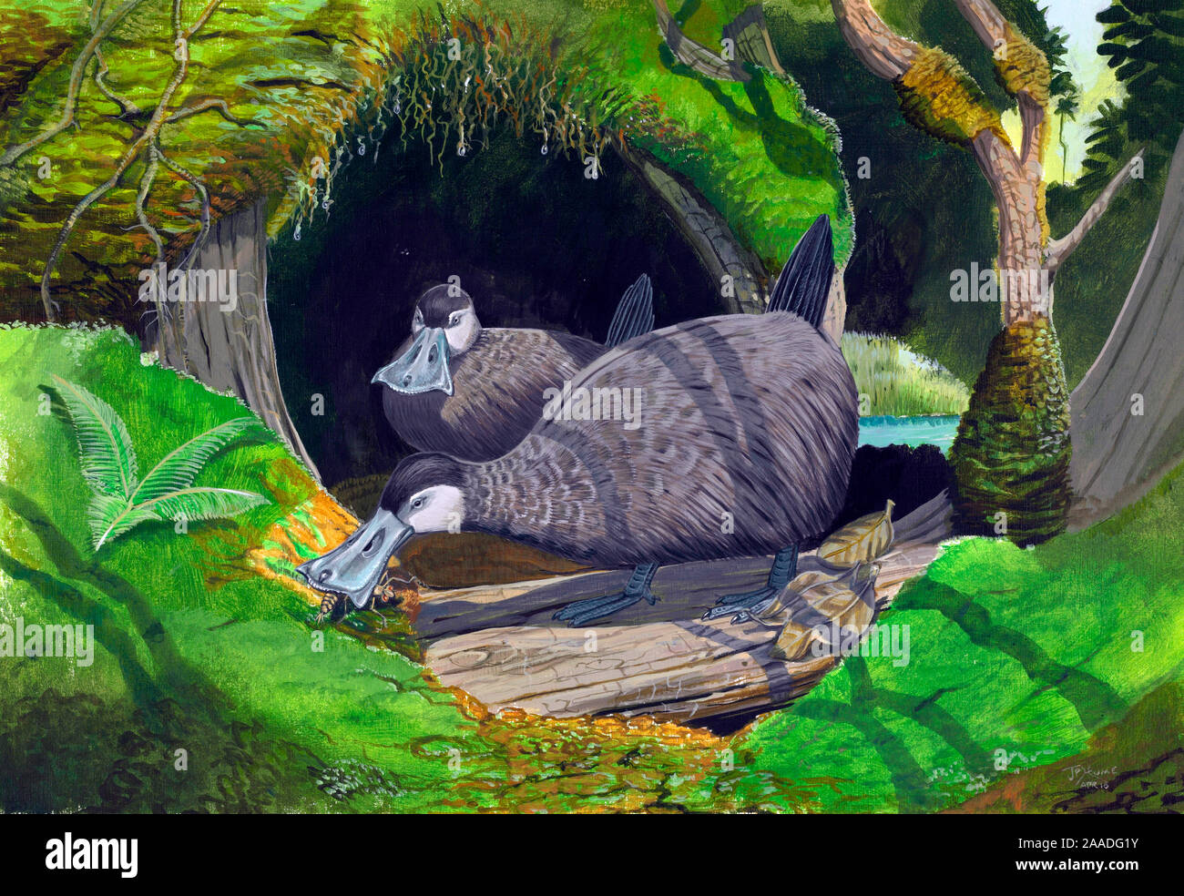 Talpanas lippa hi-res stock photography and images - Alamy