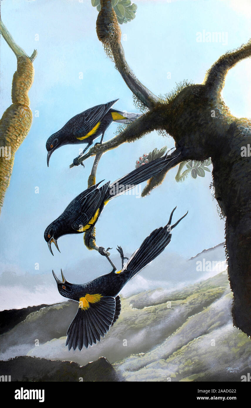 Hawai'i O'o (Moho nobilis) (Extinct 1902) on a flowering Ohia ...