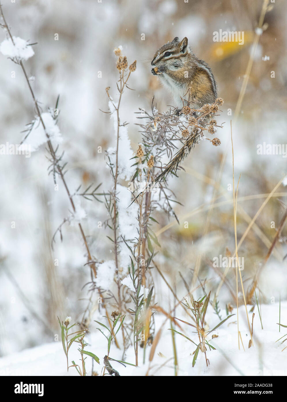Penasco least chipmunk hi-res stock photography and images - Alamy