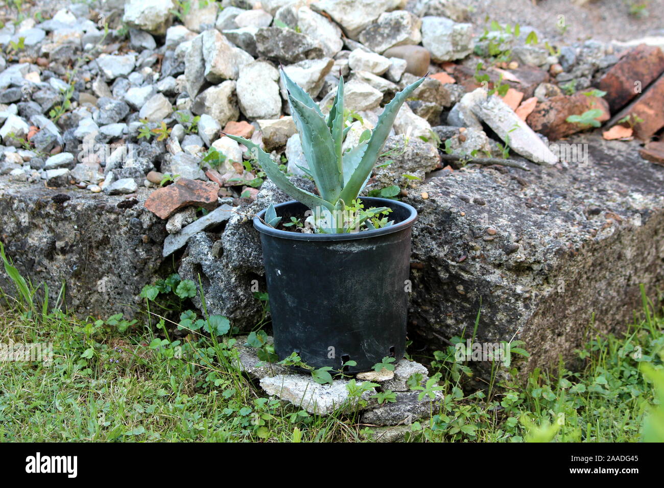 Agave monocot small perennial ornamental plant growing from plastic ...
