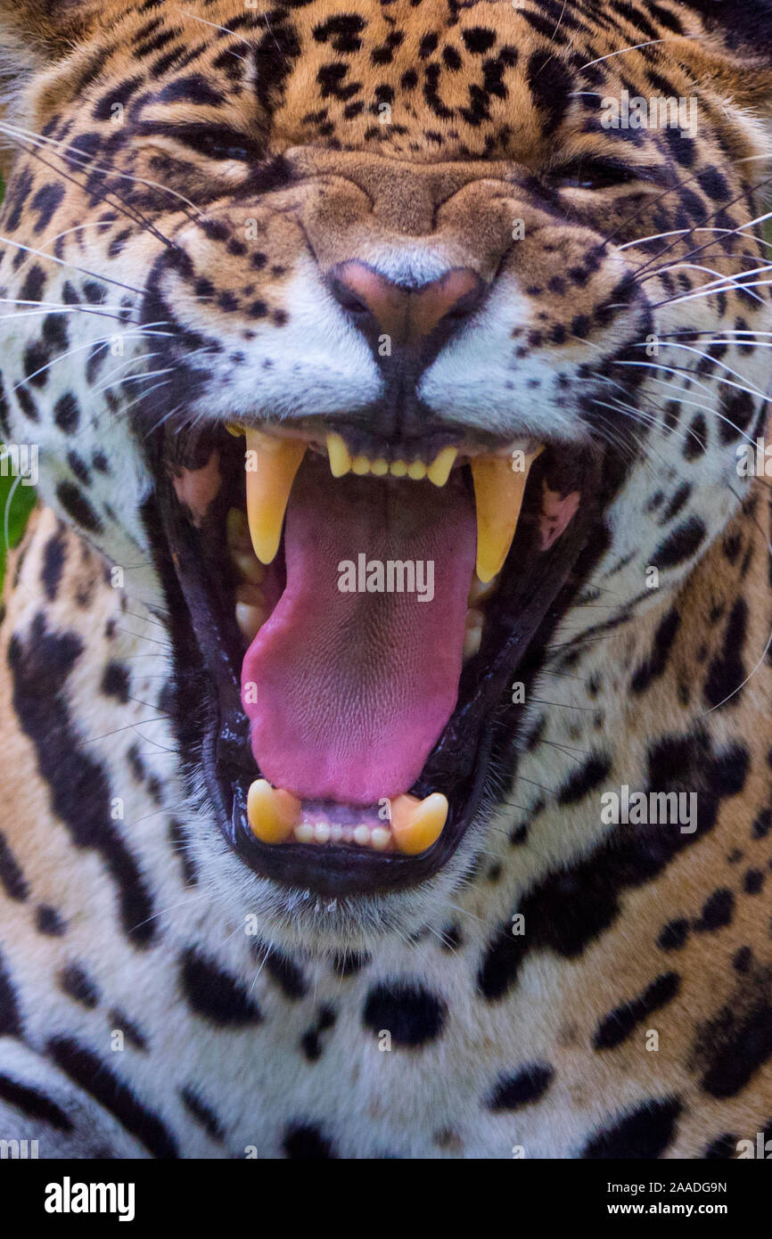 Jaguar snarling hi-res stock photography and images - Alamy