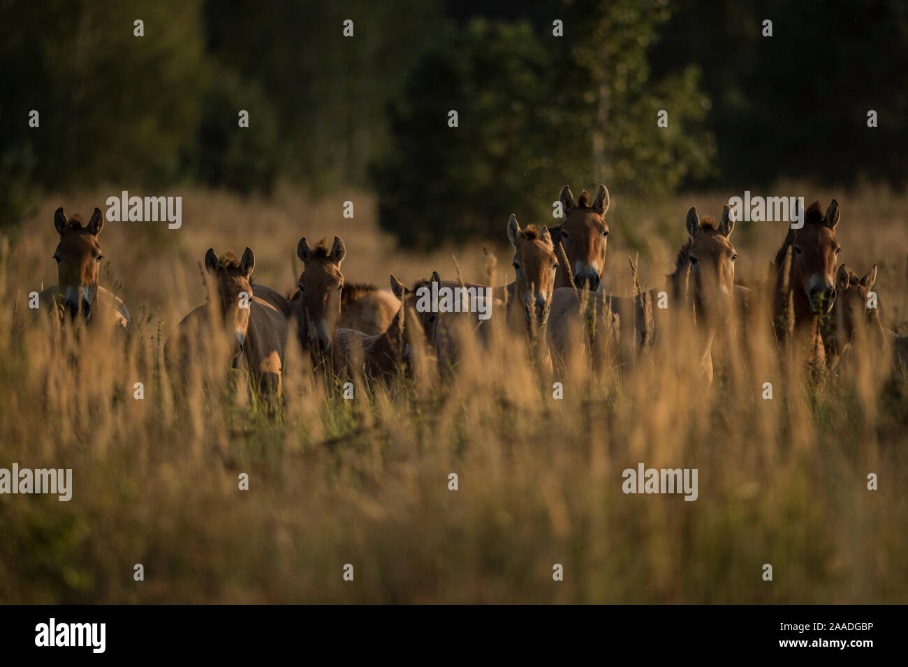 Mutant Wolves Chernobyl