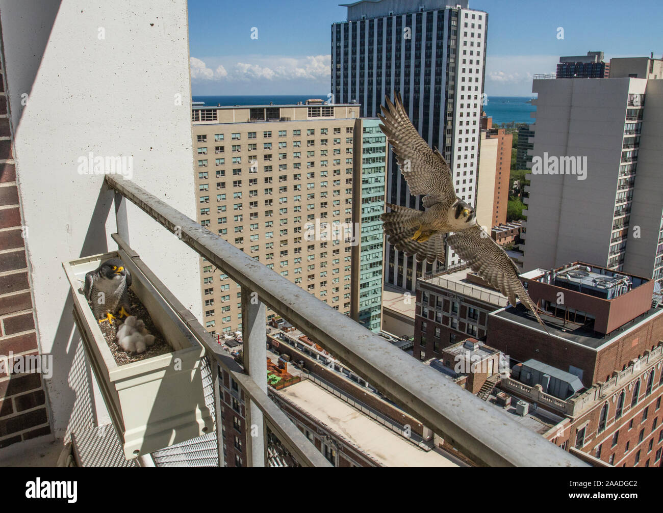 Peregrine falcon nest building hi-res stock photography and images - Alamy