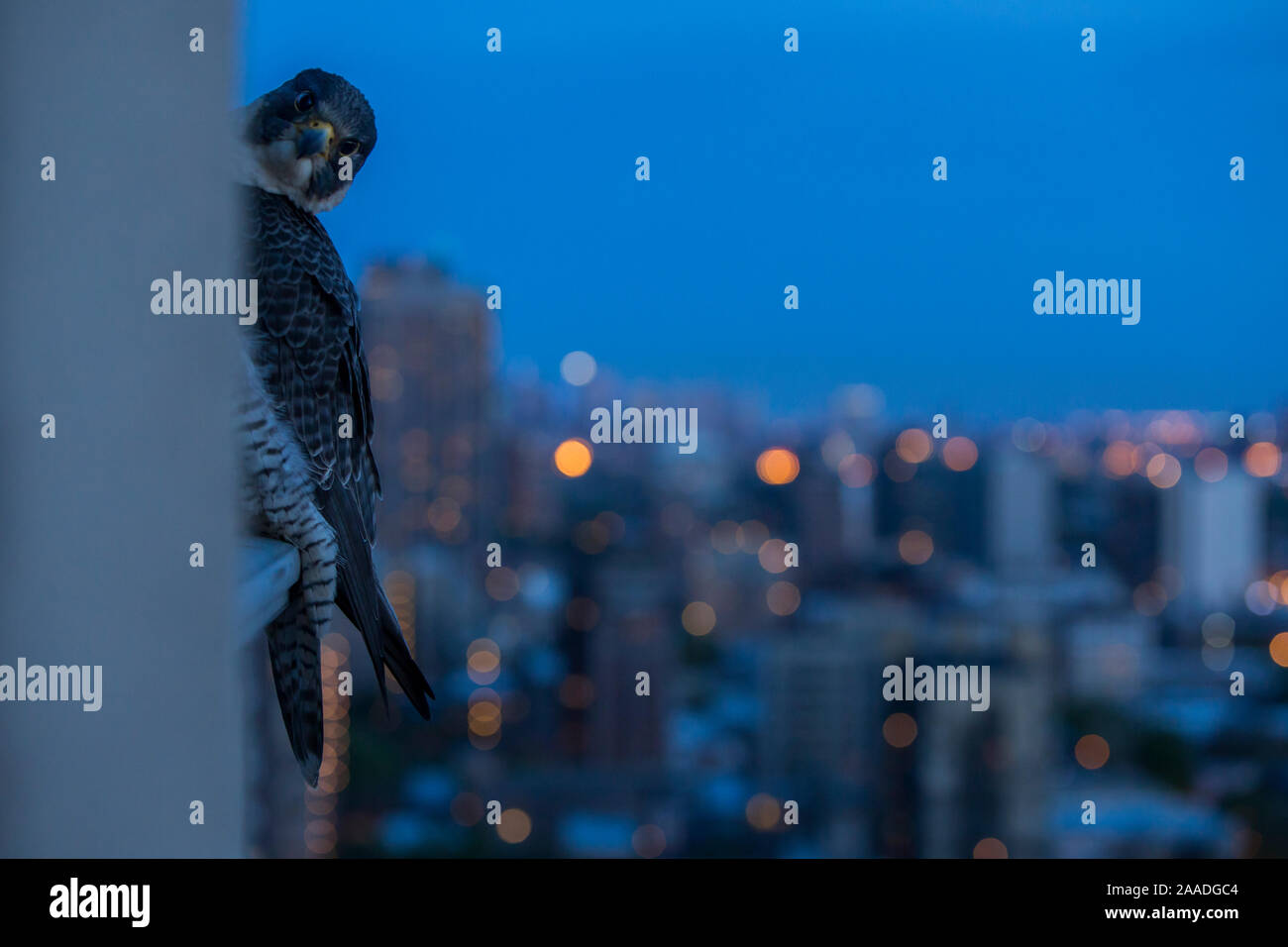 Peregrine falcon (Falco peregrinus) female peering round wall from ...