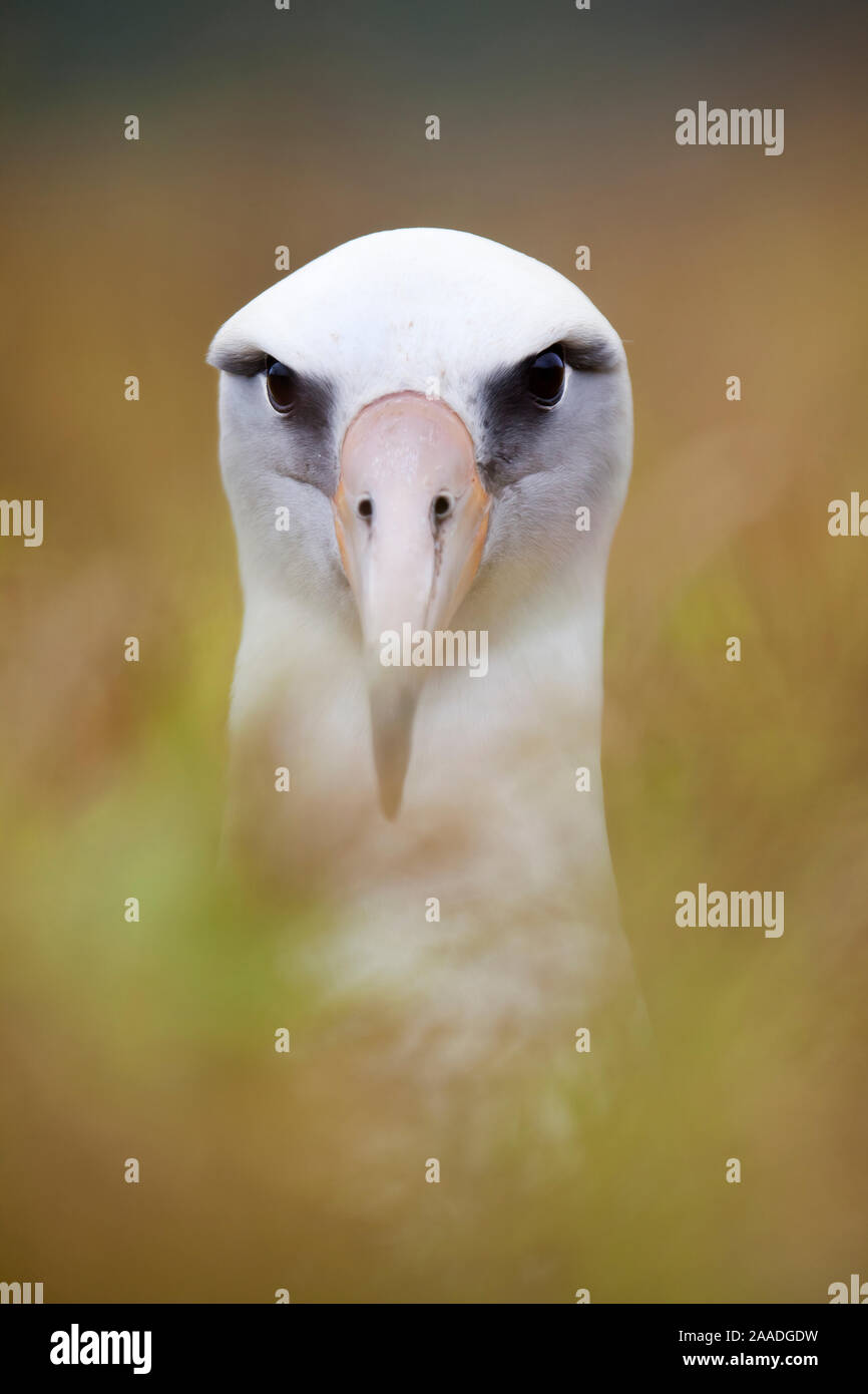 Laysan Albatross (Phoebastria immutabilis) in nest, Clarion Island ...