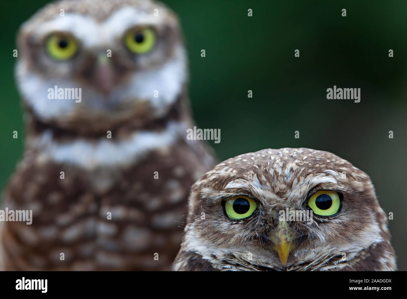 Clarion island hi-res stock photography and images - Alamy