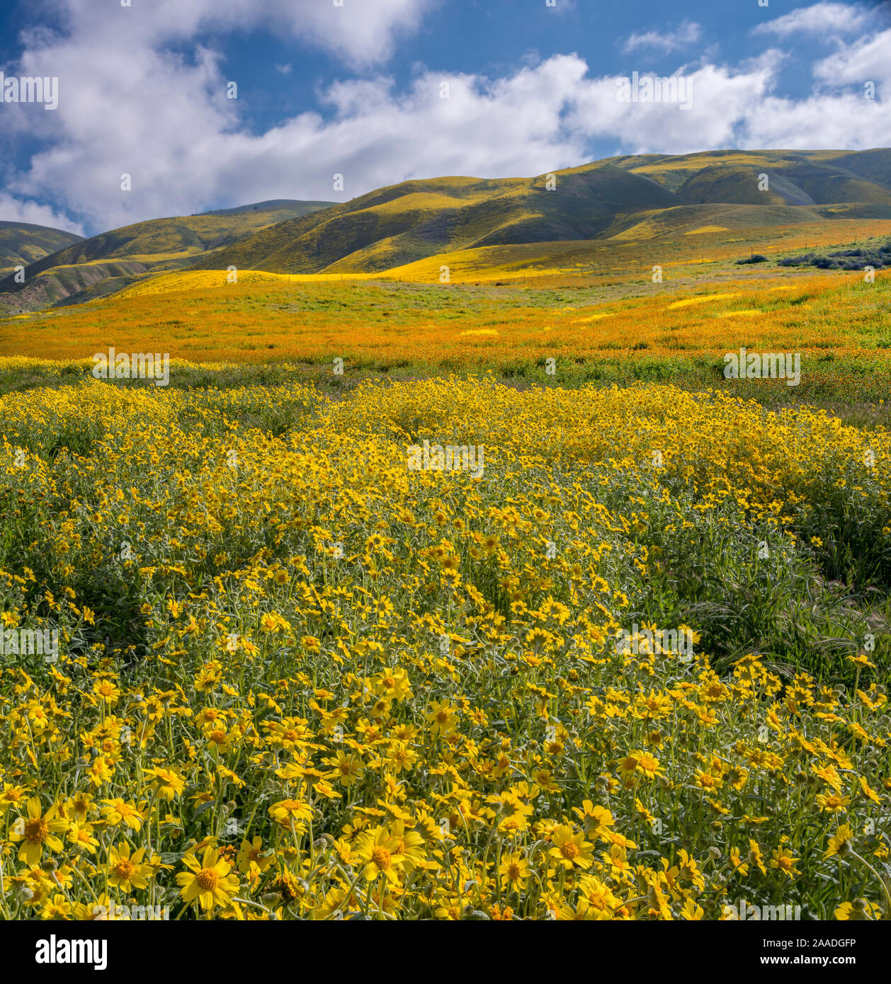 Orange fiddle neck hi-res stock photography and images - Alamy