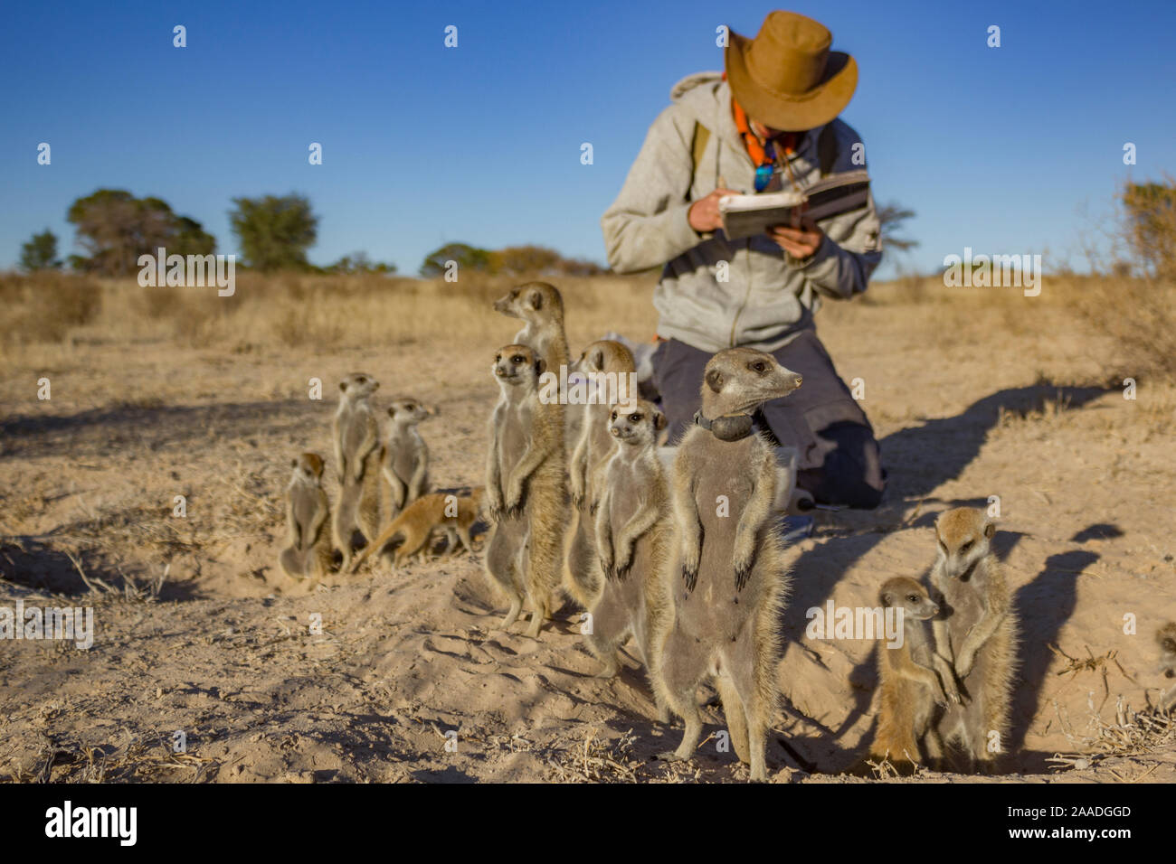 Habituated Animal High Resolution Stock Photography and Images - Alamy