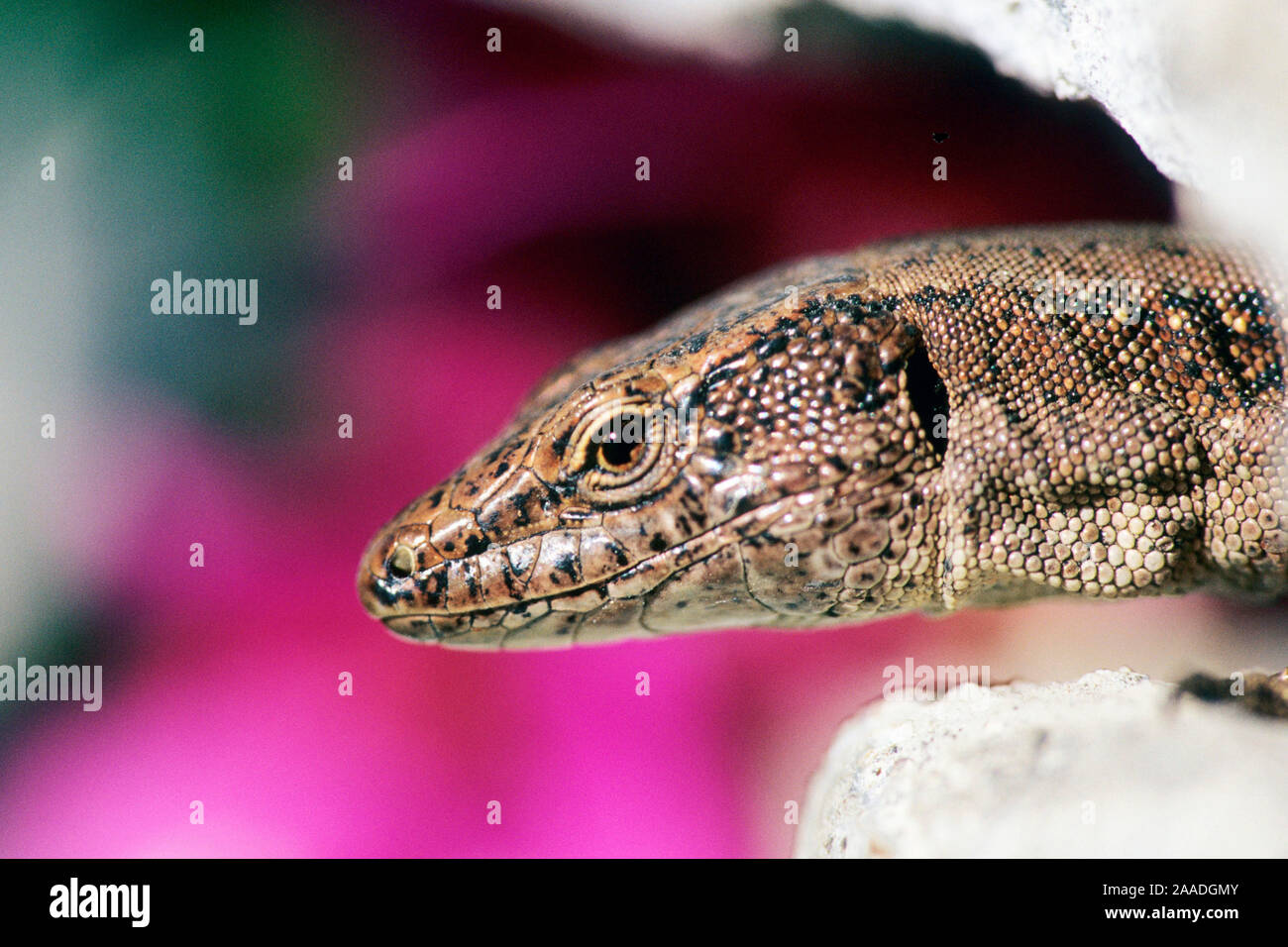 Madeira, Madeira Eidechse, Teira dugesii, Madeiran Wall Lizard ...