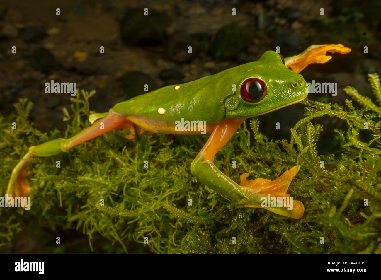 Gliding tree frogs hi-res stock photography and images - Alamy