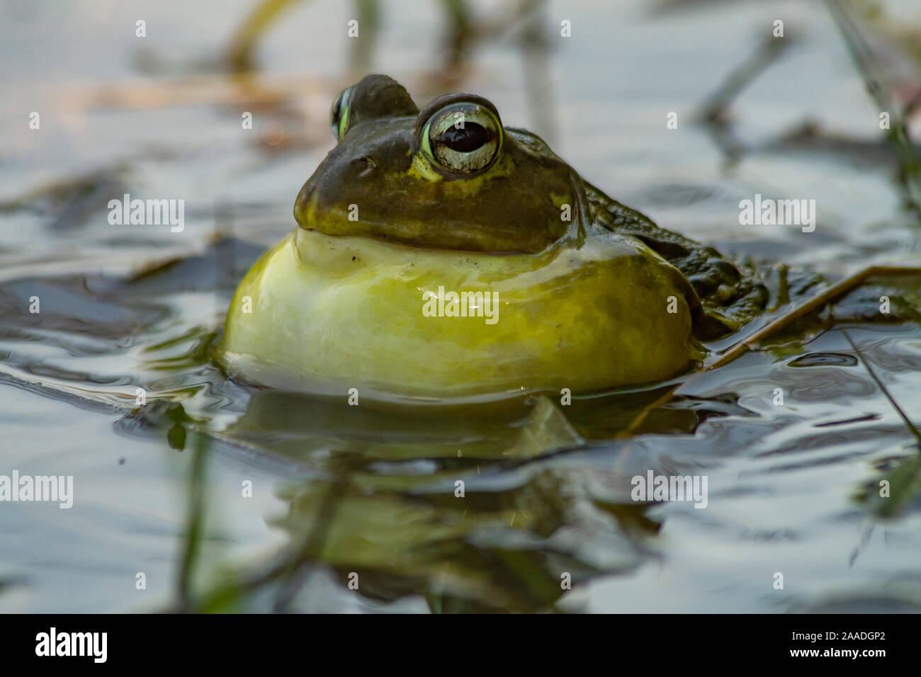 Newly formed pond hi-res stock photography and images - Alamy