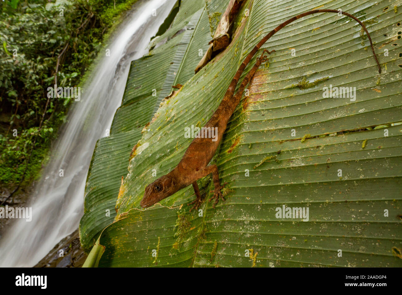 Norops hi-res stock photography and images - Alamy