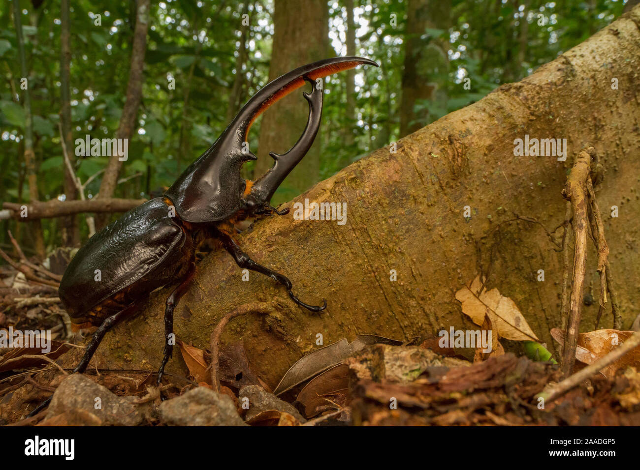 Hercules beetle costa rica hi-res stock photography and images - Alamy