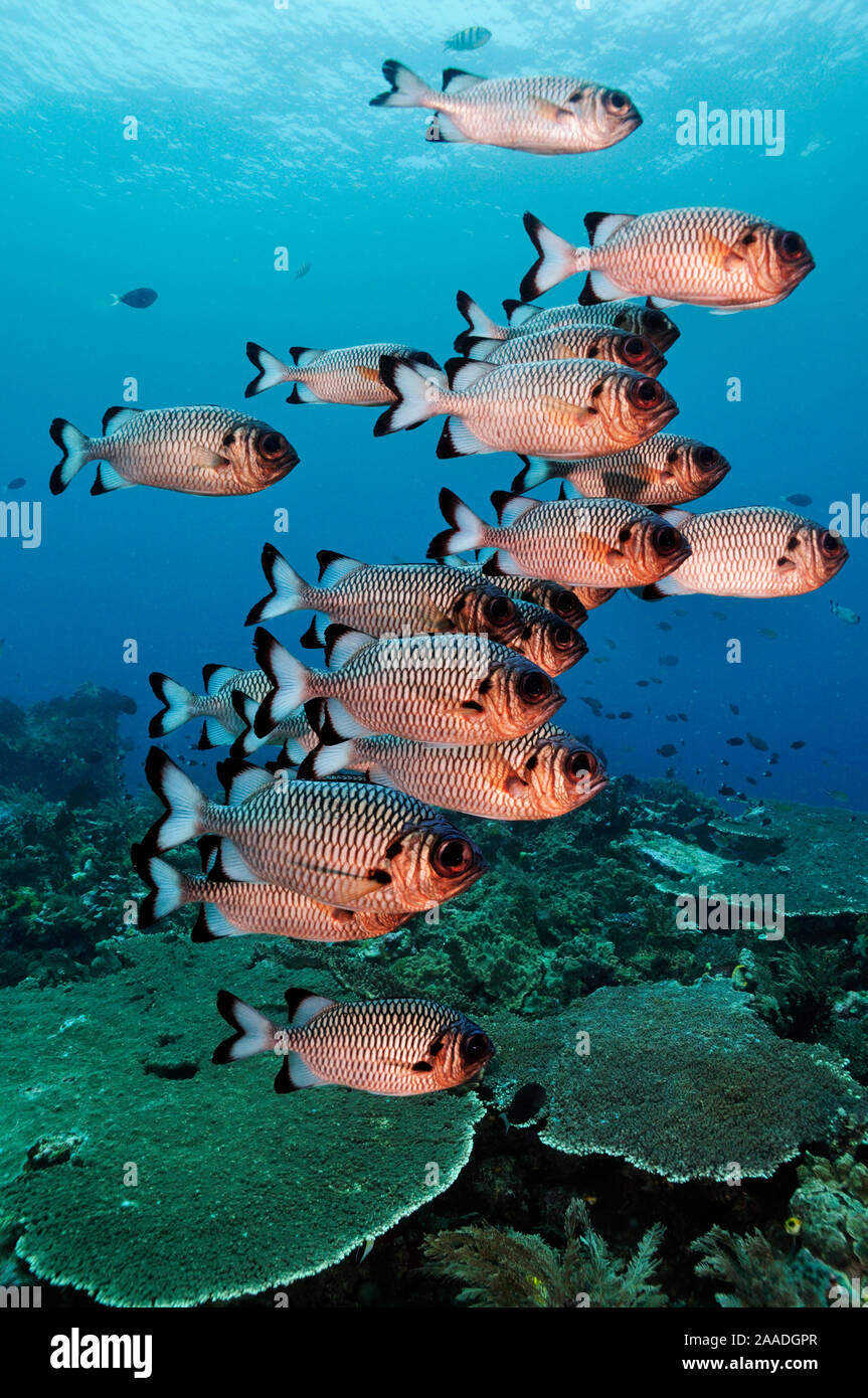 Shadowfin soldierfish (Myripristis adusta) schooling over coral reef ...