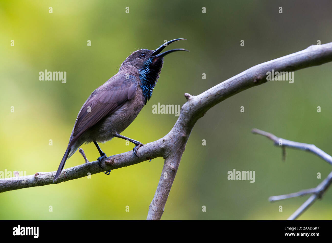 Seychelles Sunbird (Cinnyris dussumieri), adult male singing, Praslin ...