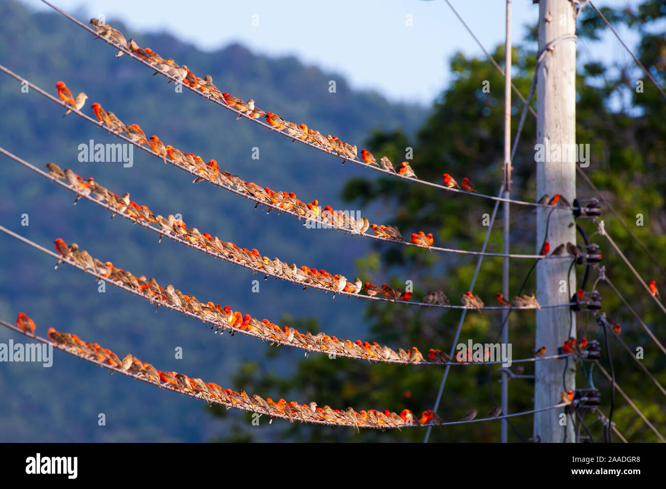 Madagascar weaver bird hi-res stock photography and images - Alamy