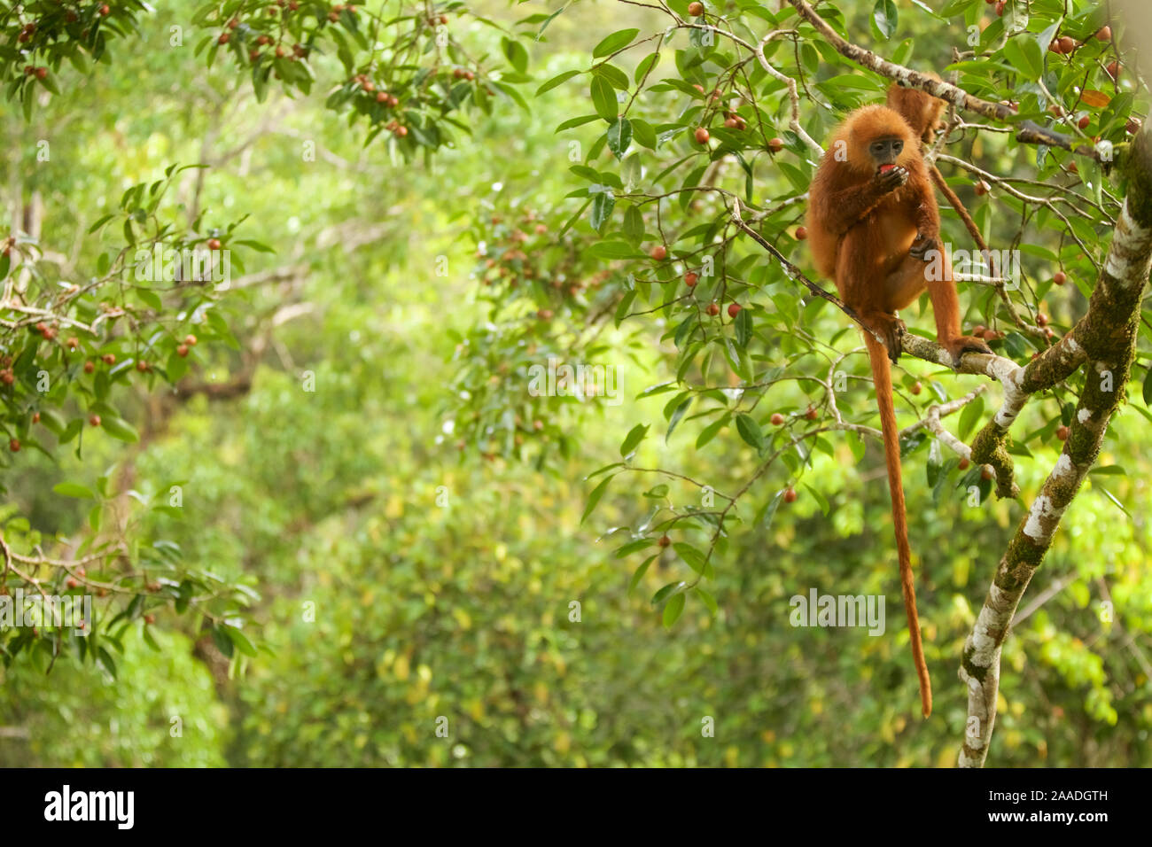 Red leaf monkey (Presbytis rubicunda) female feeding in Strangler fig ...