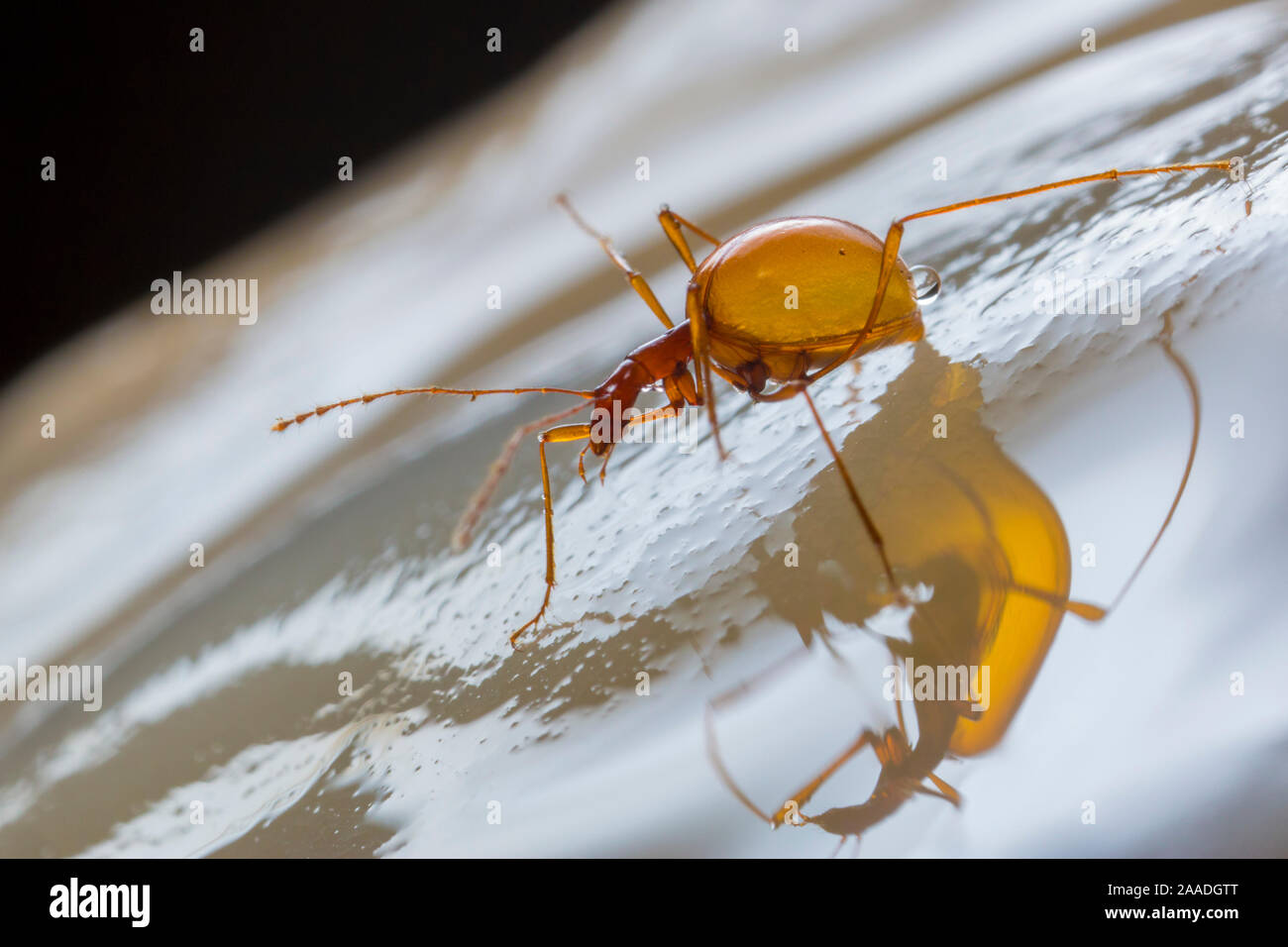 Beetle (Leptodirus hochenwartii) walking across a flow stone. This ...