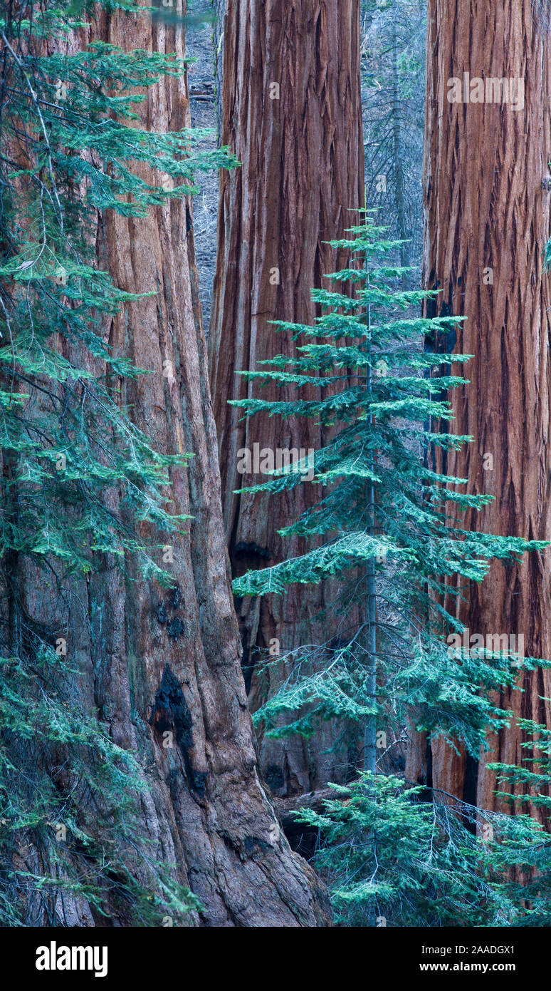 Giant sequoia (Sequoiadendron giganteum) trees in Sequoia National Park ...