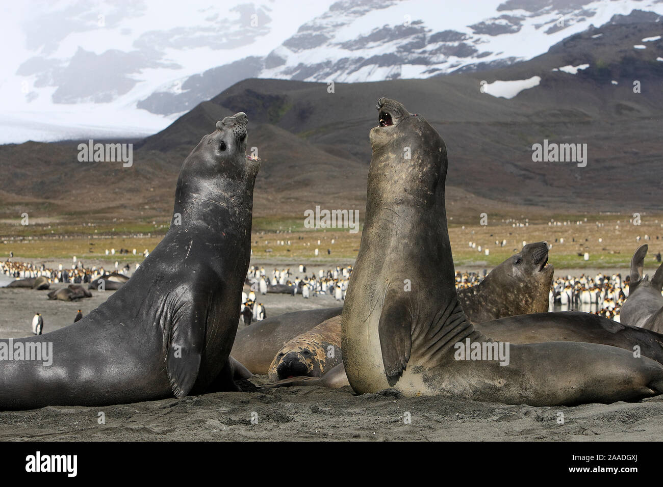 Elephant Seal Fight Gif How Elephant Seals Know Who's Boss In The