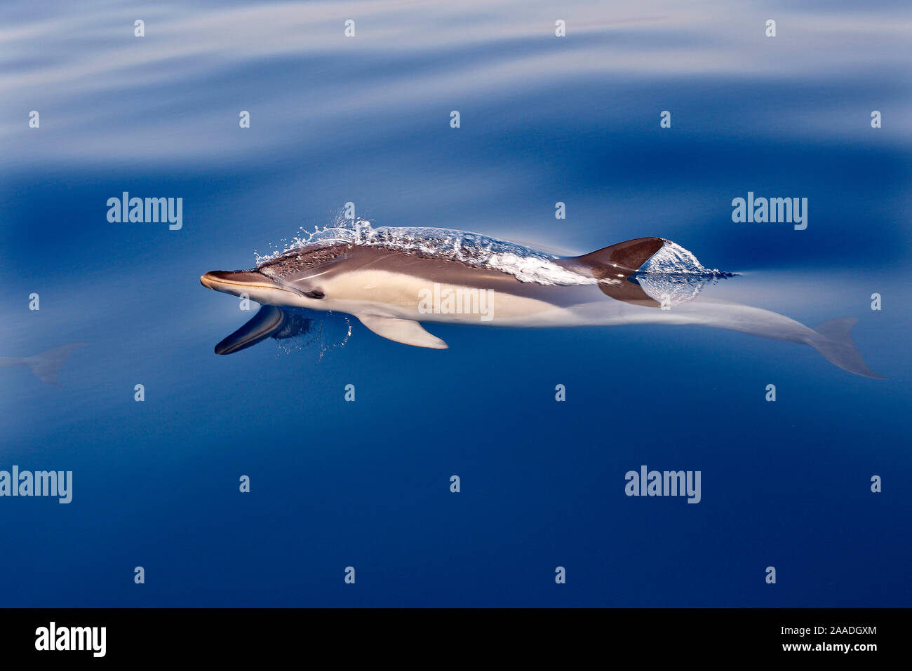 Striped Dolphin (Stenella coeruleoalba) in the strait of Gibraltar ...