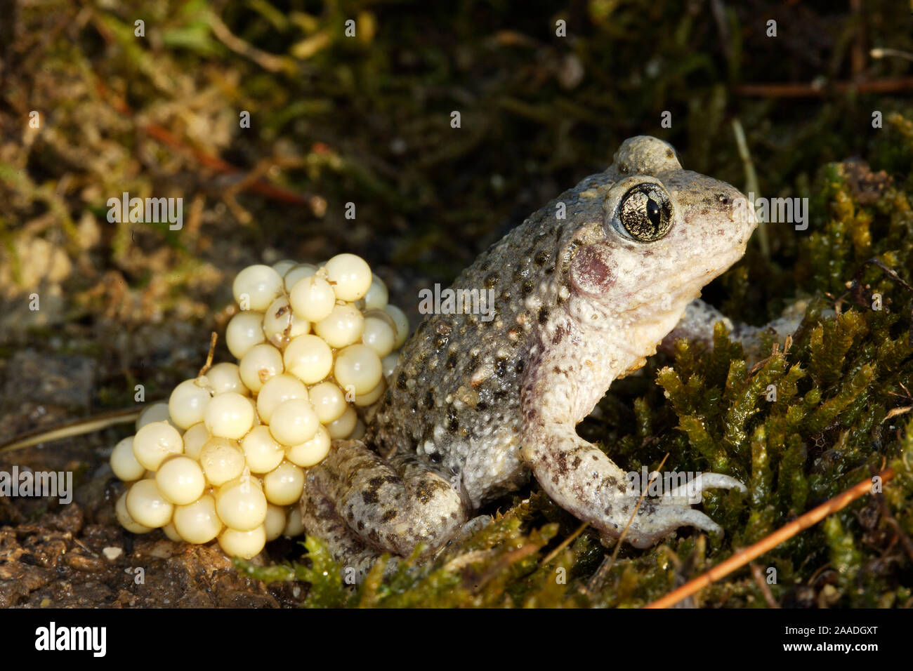 Common midwife toad (Alytes obstetricans), male toad carrying eggs ...