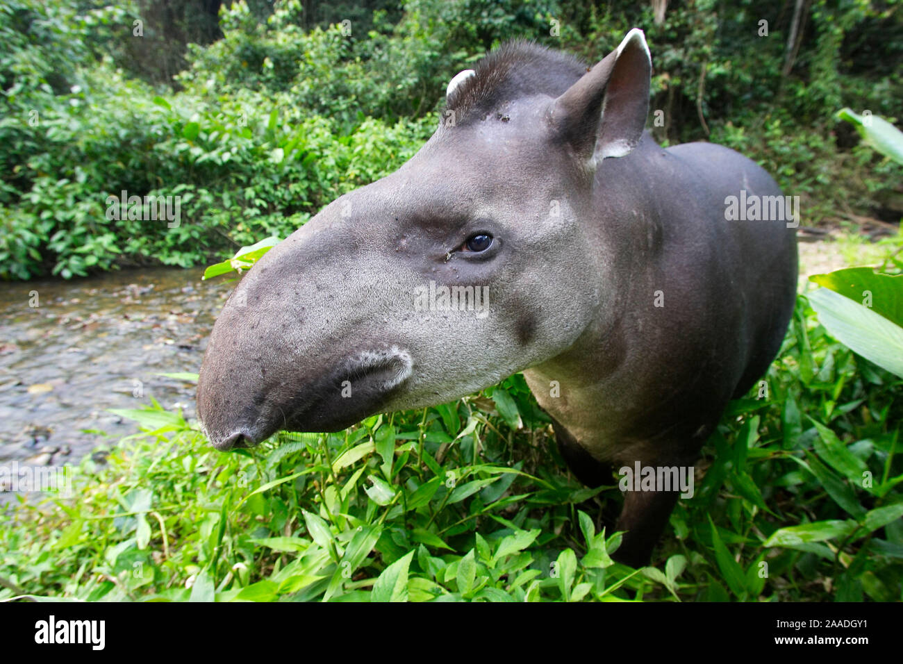Tapirs peru hi-res stock photography and images - Alamy