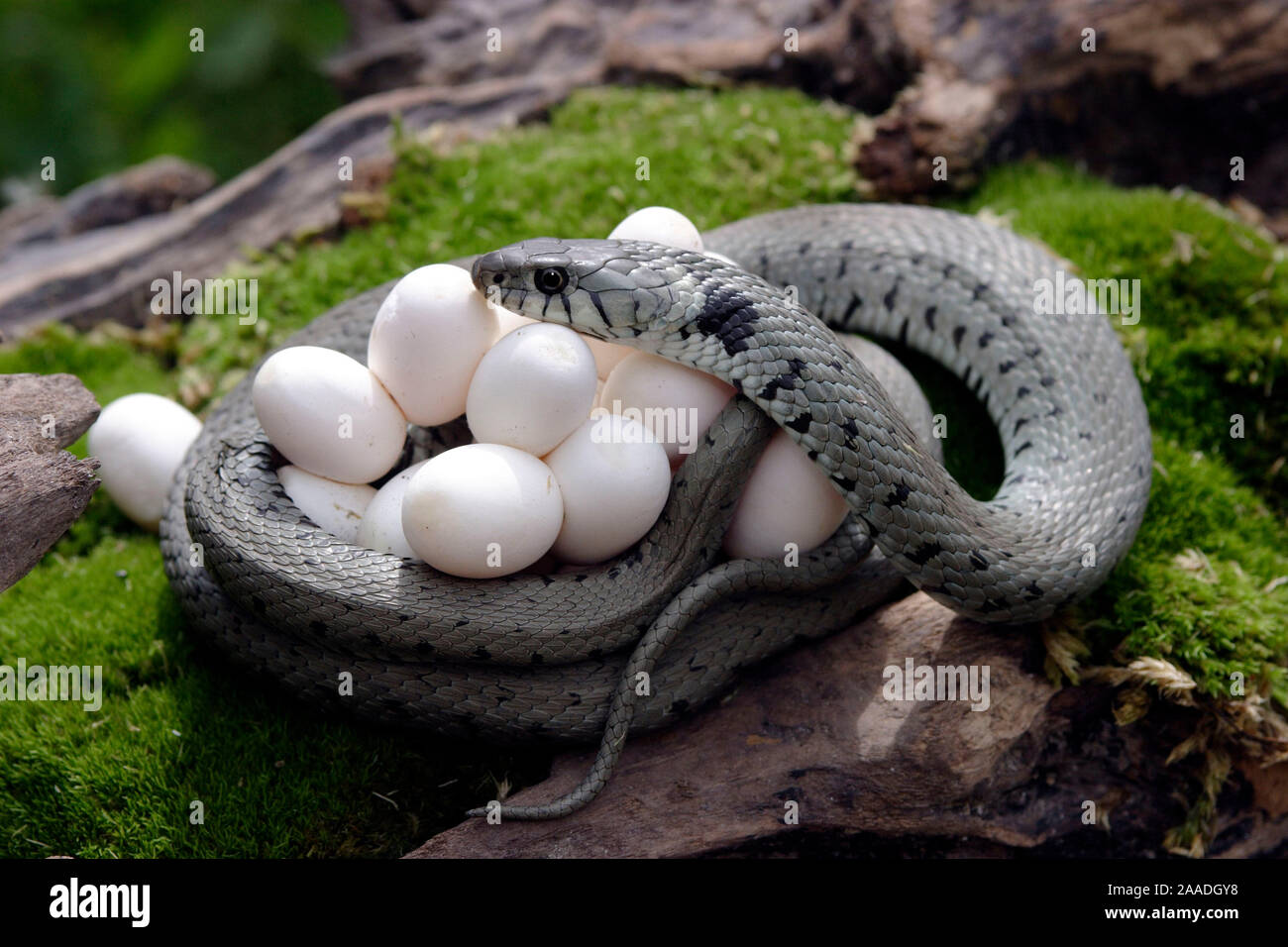Grass snake(Natrix natrix) coiled round eggs, Alsace, France Stock ...