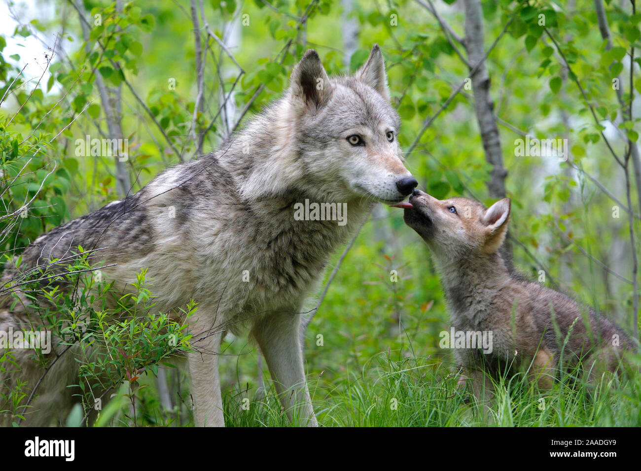 Grey wolf (Canis lupus), adult with cub, captive, USA Stock Photo - Alamy