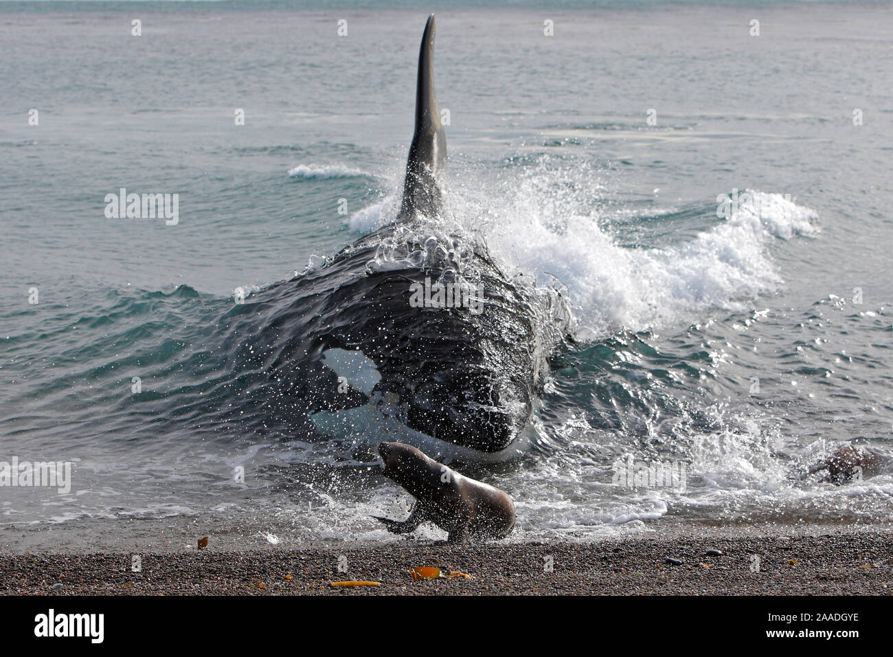 Killer whale (Orcinus orca) male named Mel attacking young South ...