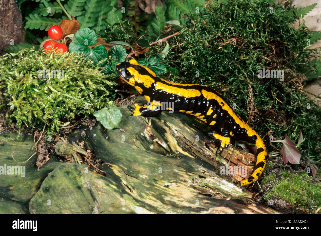 BRD, Deutschland, Feuersalamander, Salamandra s. terrestris, European ...