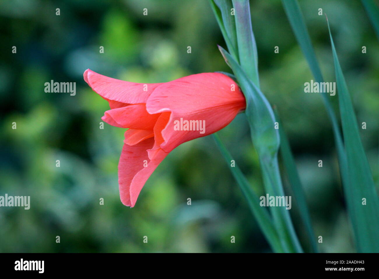 Blooming Gladiolus or Sword lily perennial cormous flowering plant with ...