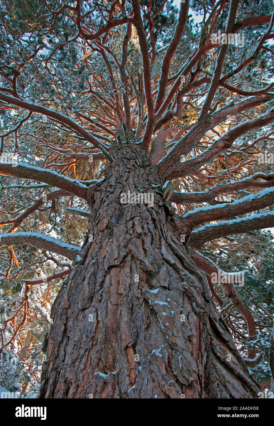 Ancient Scots pine tree (Pinus sylvestris) low angle view, Cairngorms ...