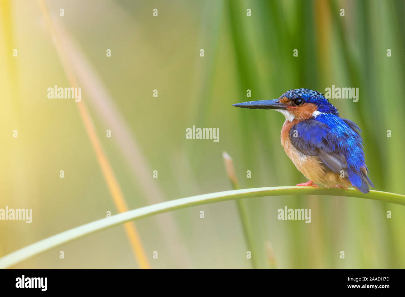 Malagasy kingfisher alcedo vintsioides hi-res stock photography and ...