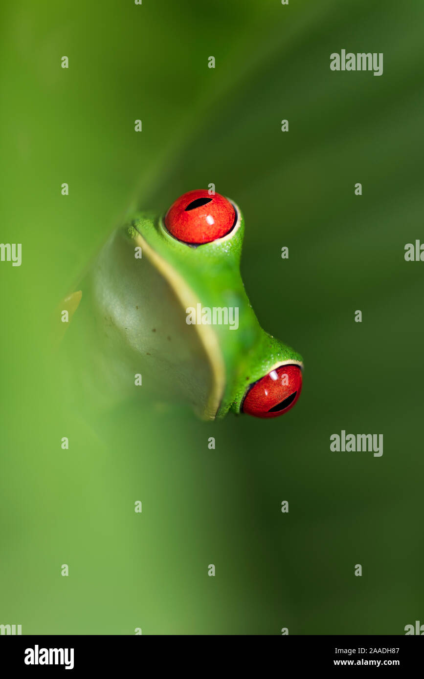 Female green tree frog hi-res stock photography and images - Alamy