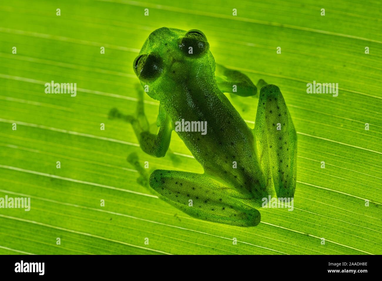 Emerald frog hi-res stock photography and images - Alamy
